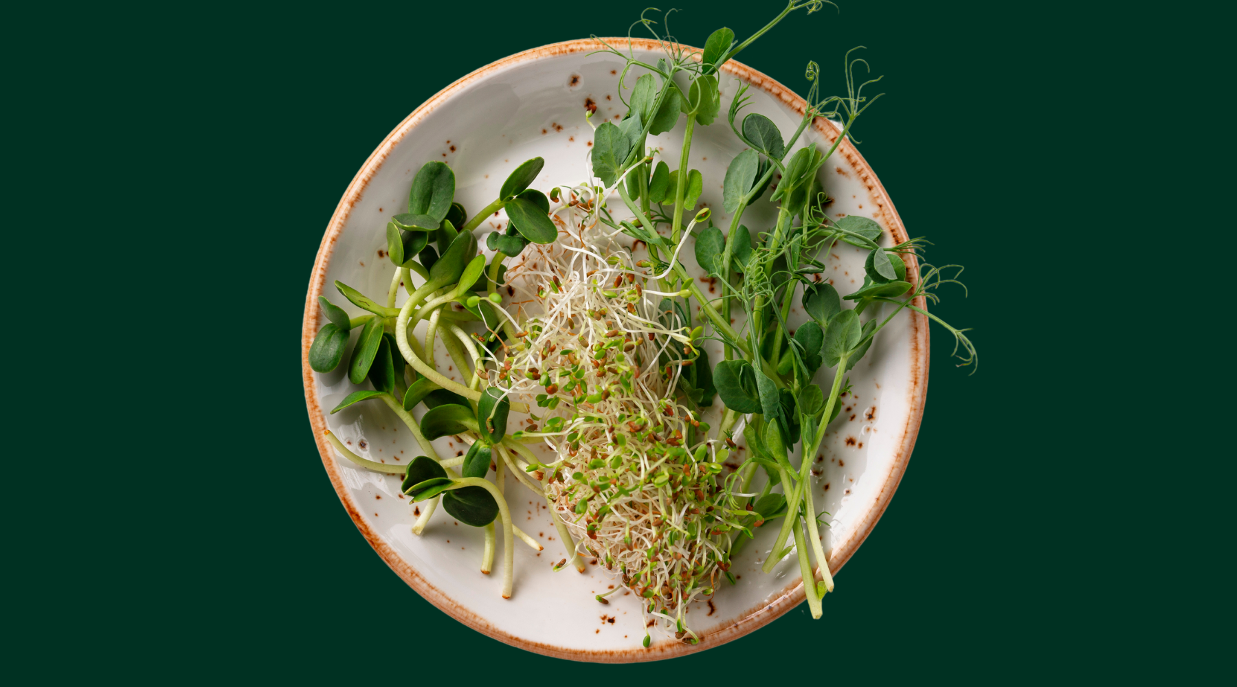 Different Types of Sprouts to Add to Your Diet – FoodNerd